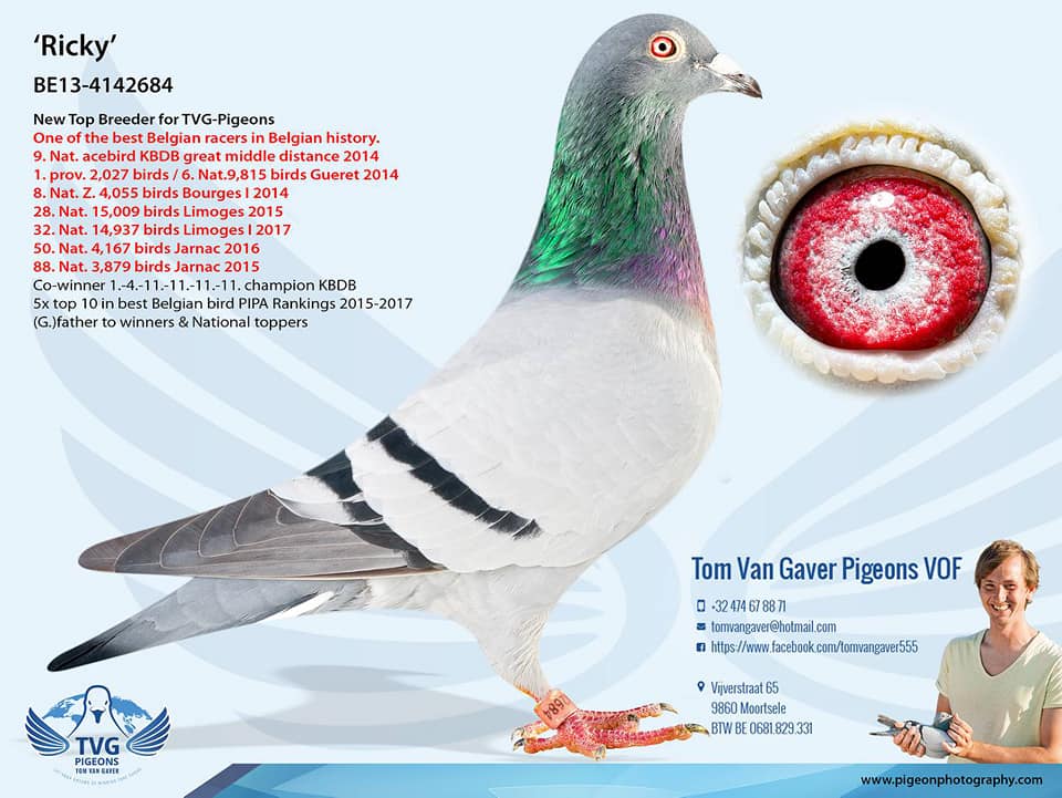 Stock Birds | Northern Gold Coast | Hudson Lofts